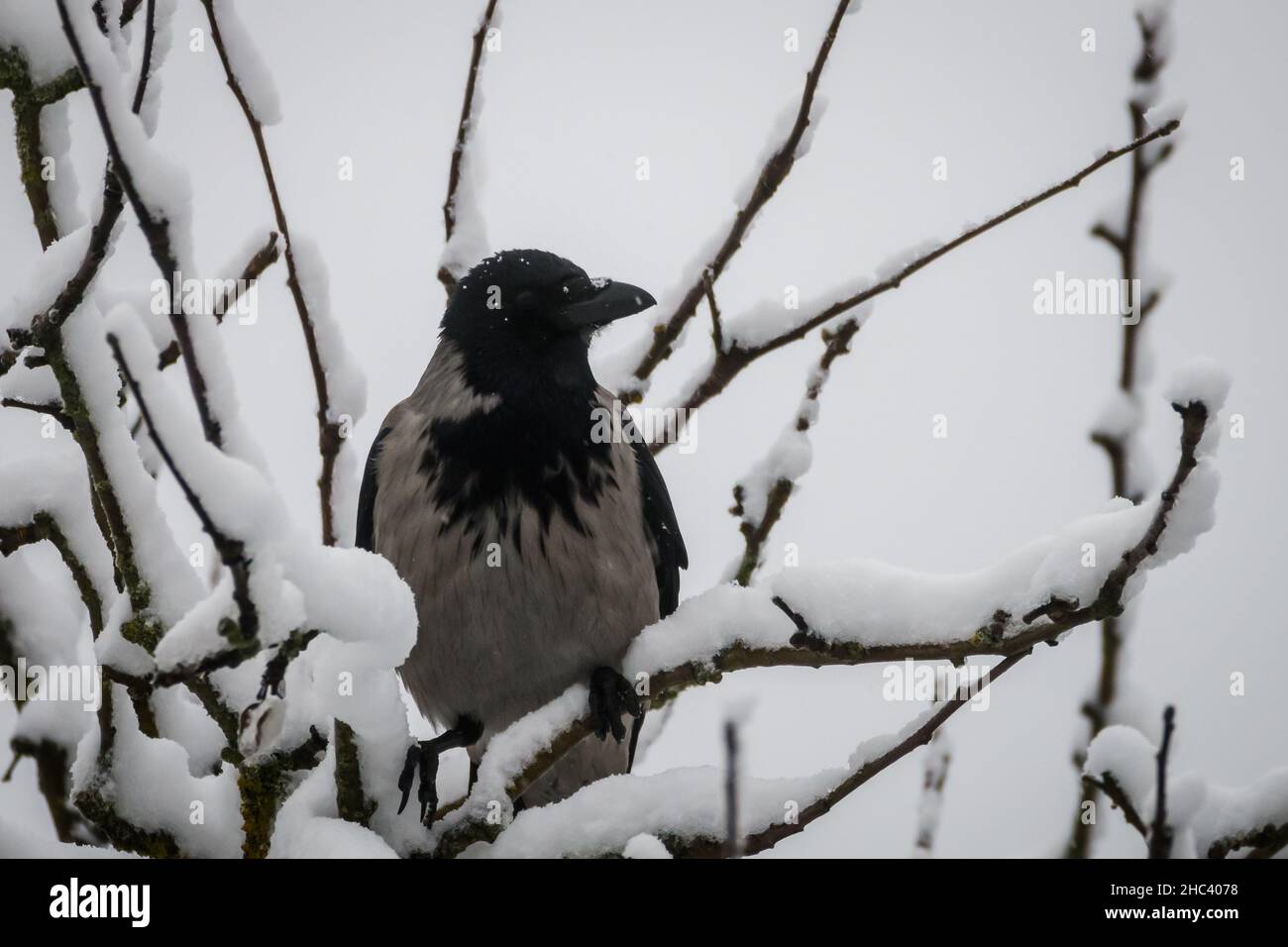 Crow on snowy tree hi-res stock photography and images - Alamy