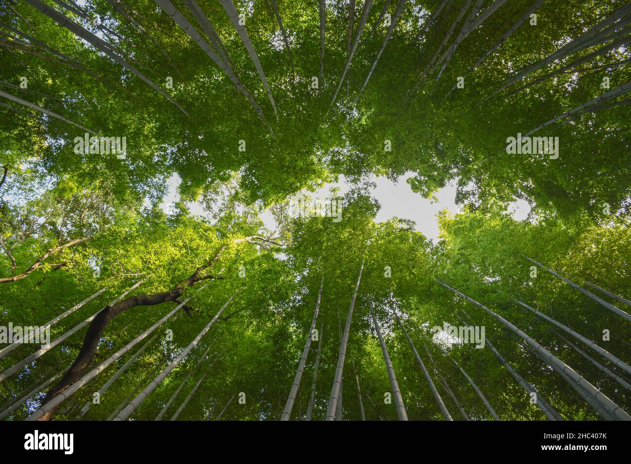 Beautiful bamboo forest scenery in Nikko, Japan Stock Photo - Alamy