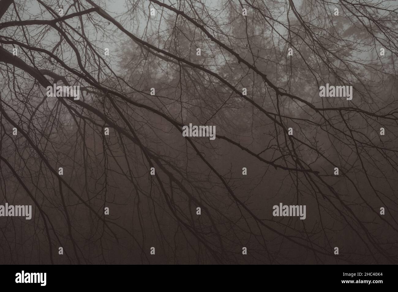 Dramatic forest hi-res stock photography and images - Alamy