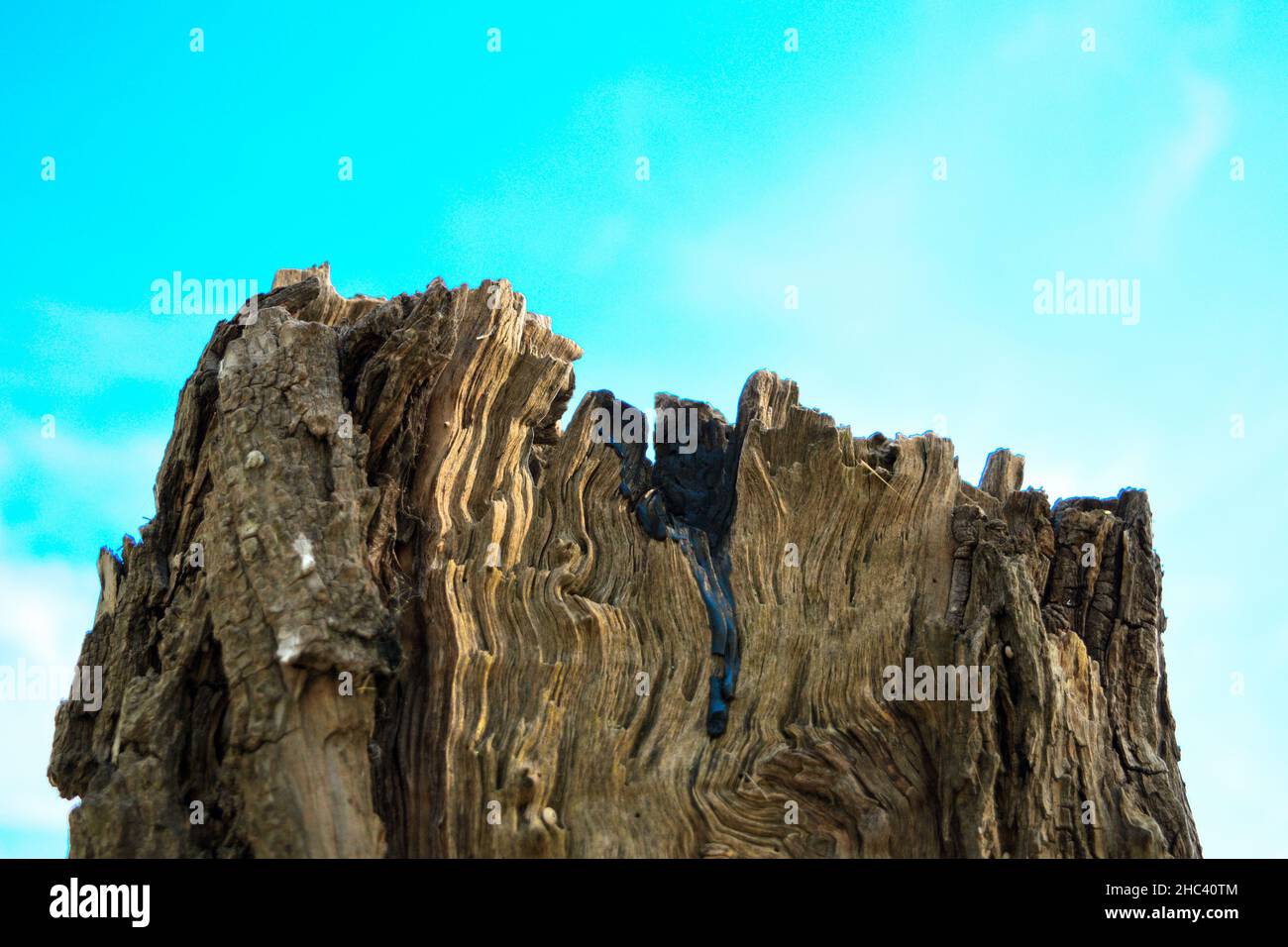 Hollowed out tree stump hi-res stock photography and images - Alamy