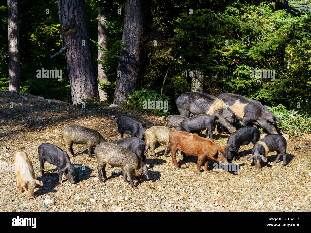 Family pigs in the Forest d'Aitone, Corsica island, France Stock Photo ...