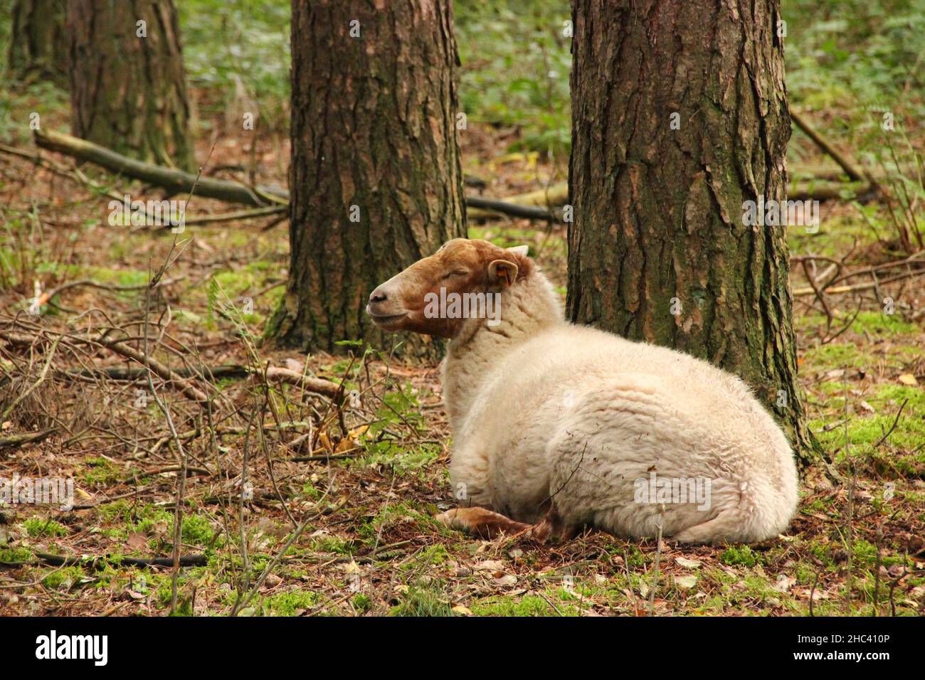View of the sheep sitting under the tree in the forest Stock Photo - Alamy