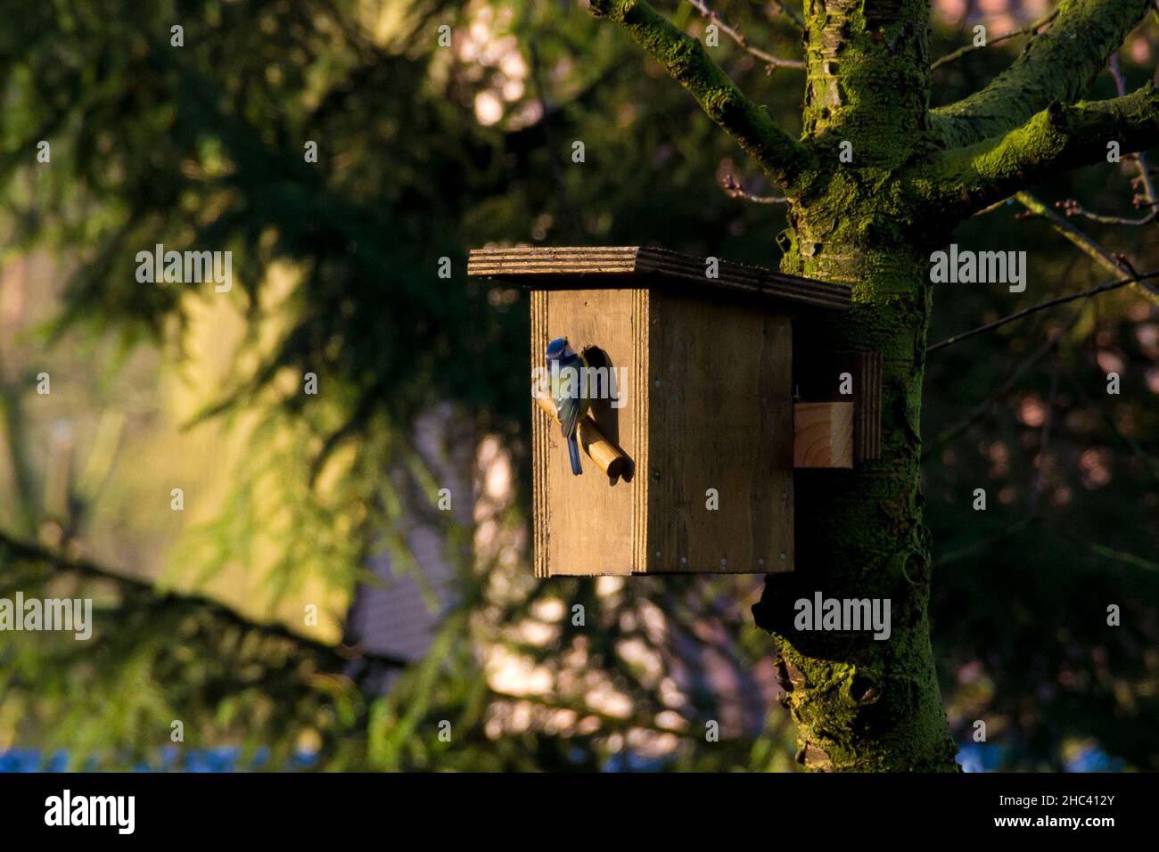 View of the eastern bluebird in the birdhouse Stock Photo - Alamy