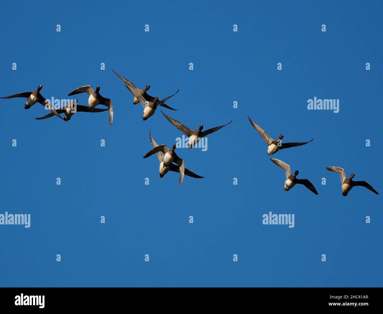 Geese farm uk flying hi-res stock photography and images - Alamy