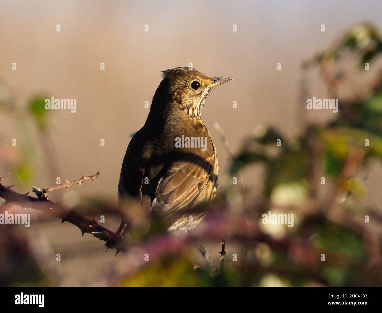 Thrush at Sefton Meadows UK Stock Photo - Alamy