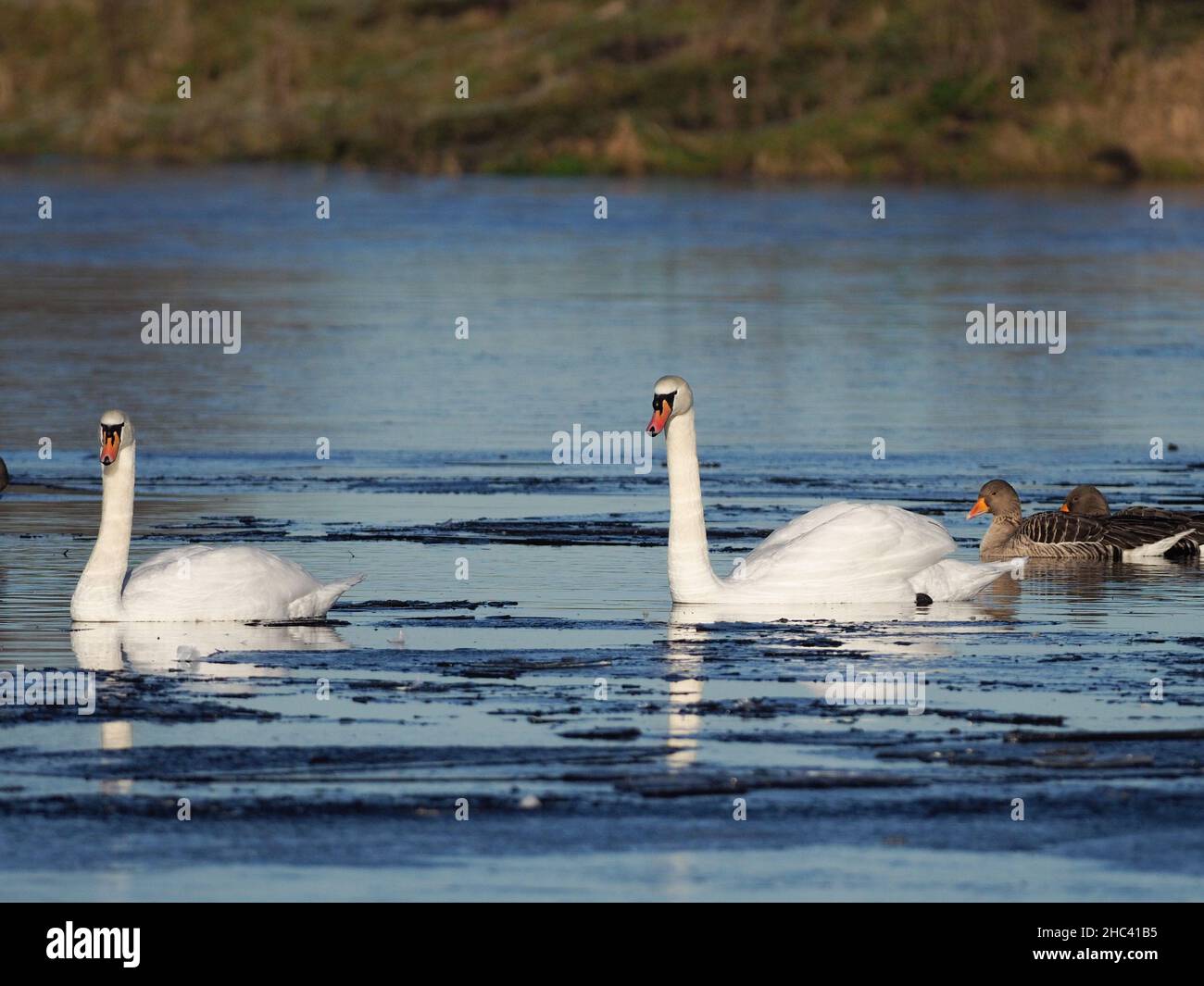 Swans at Lunt Meadow Stock Photo - Alamy