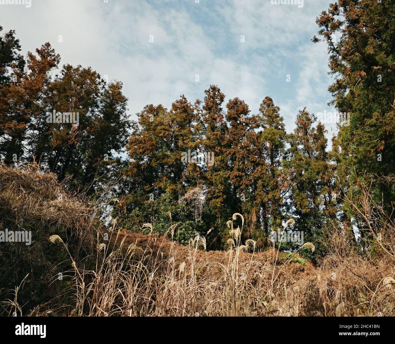 Low angle shot of growing trees in a forest Stock Photo - Alamy