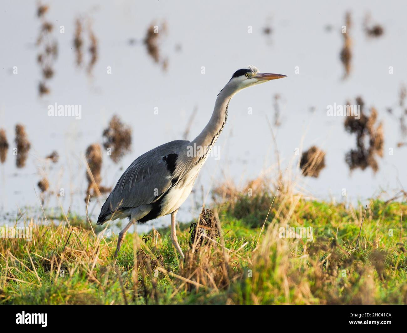 Grey Heron.Winter at Lunt Meadows. Sefton Stock Photo - Alamy