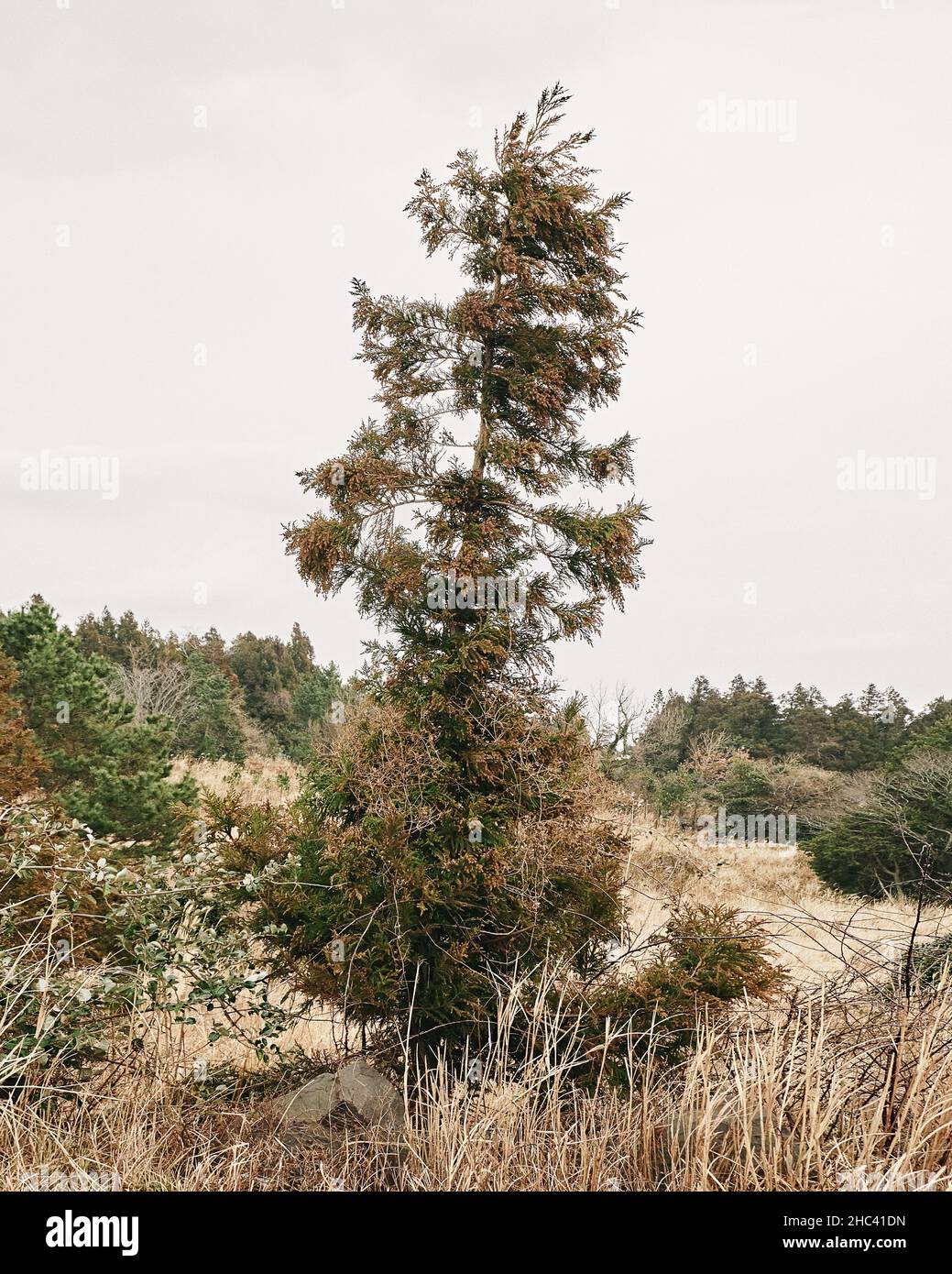 Dry old tree hi-res stock photography and images - Alamy