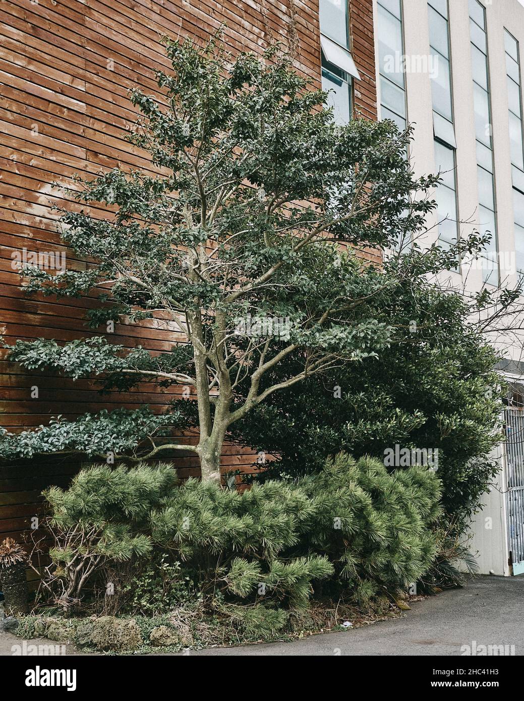 Vertical shot of green bushes and a tall green tree near a brick wall ...