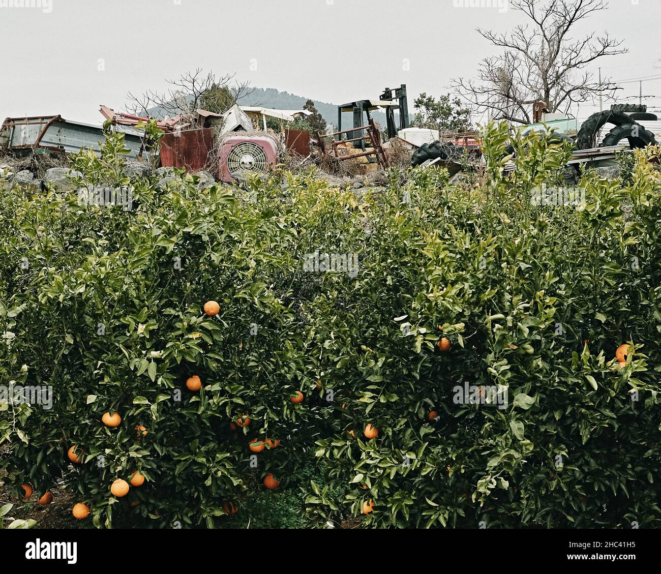 Green orange tree in a park near a junkyard Stock Photo - Alamy