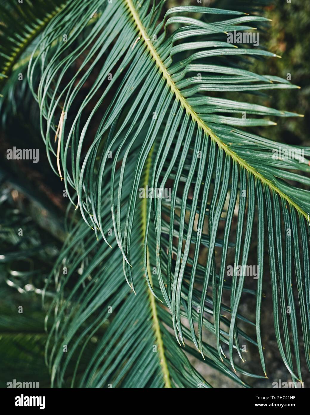 Closeup shot palm leaf hi-res stock photography and images - Alamy