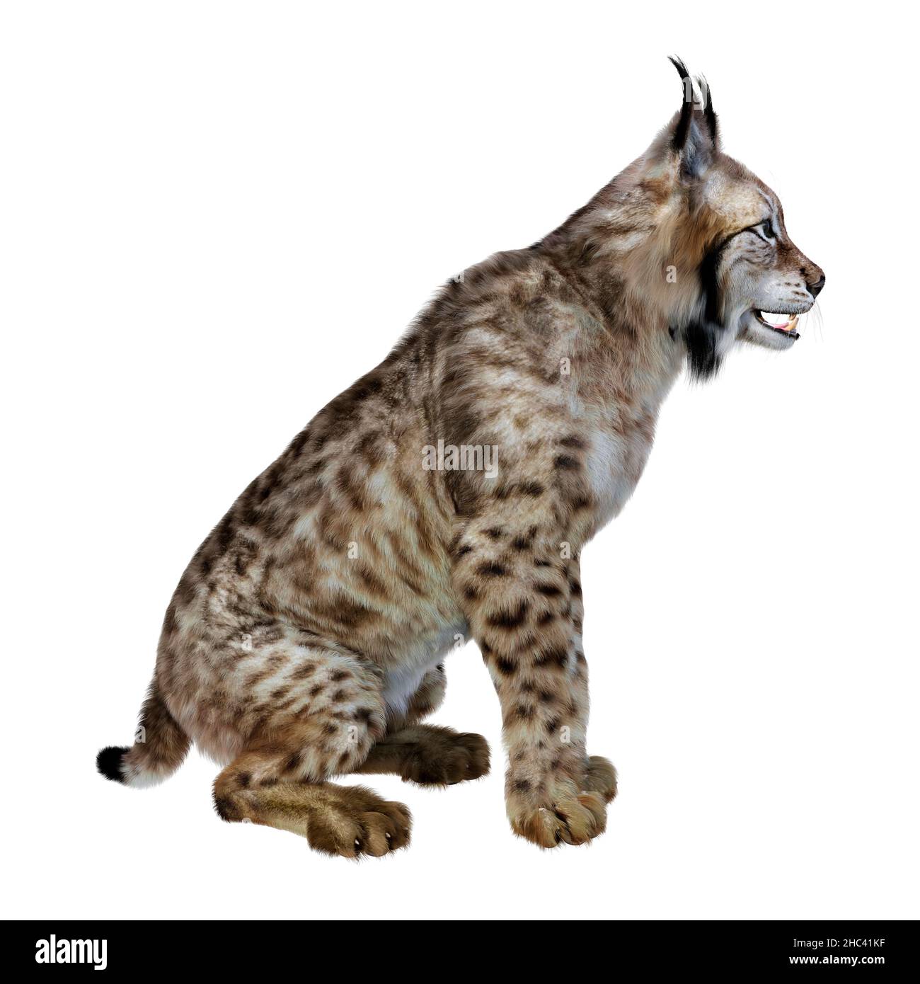 3D rendering of a wild lynx animal isolated on white background Stock ...