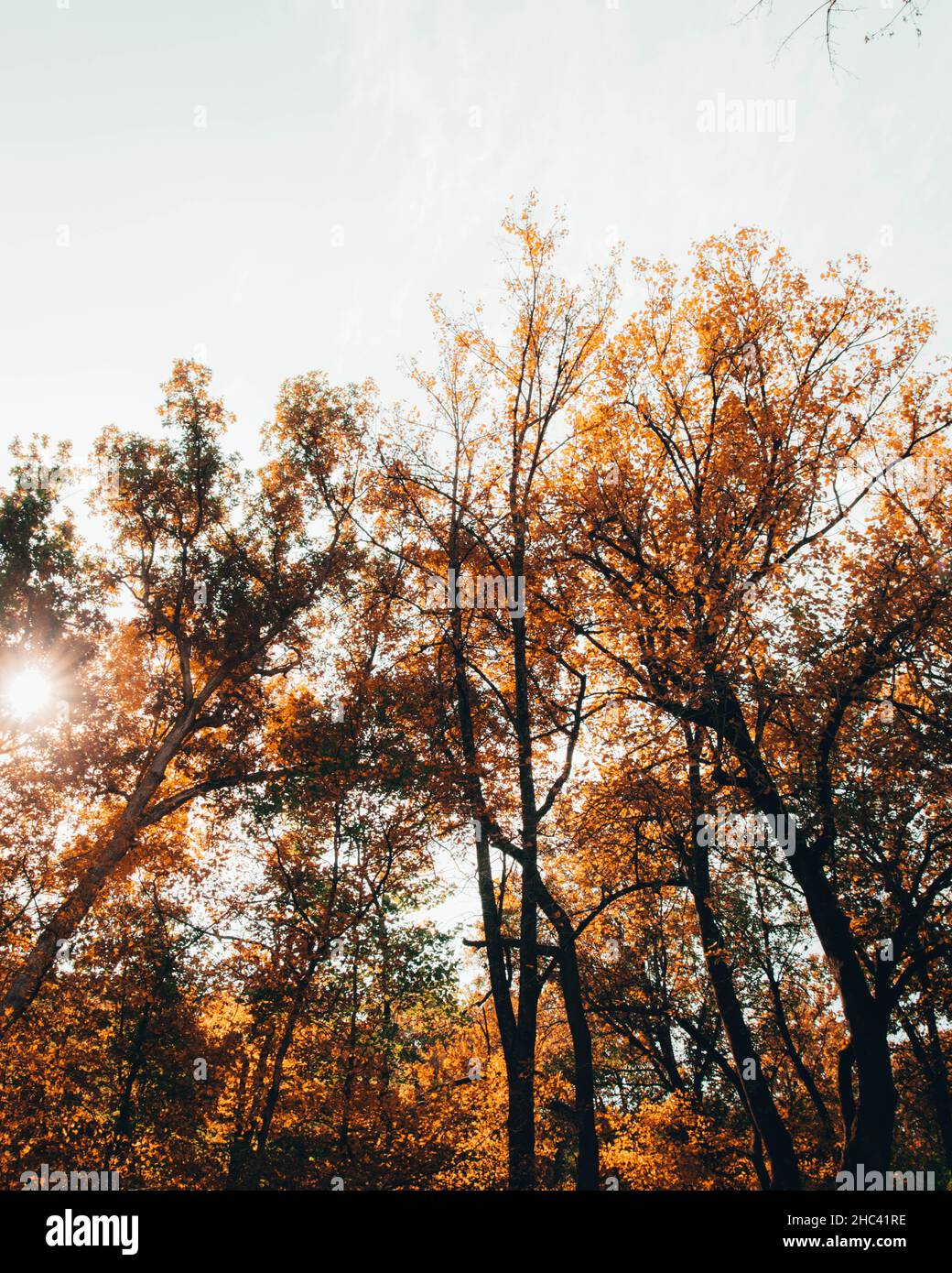 Skinny leaves hi-res stock photography and images - Alamy