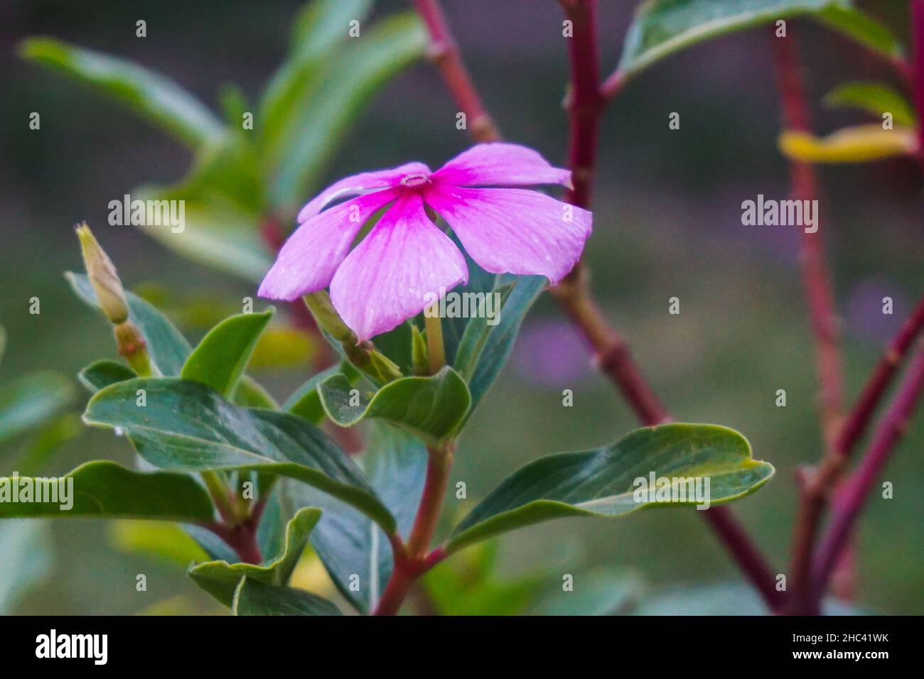 Closeup shot pink periwinkle hi-res stock photography and images - Alamy