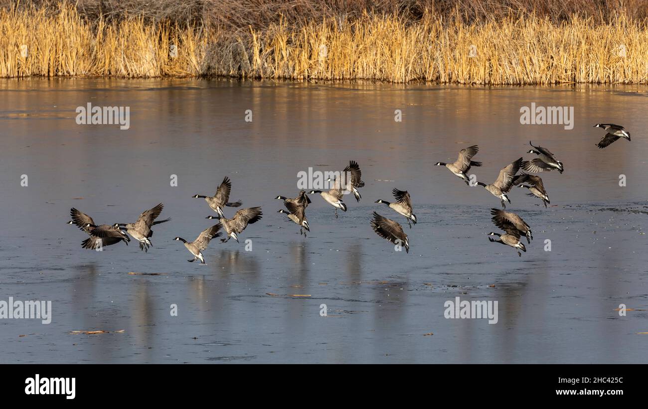 Ducks landing hi-res stock photography and images - Alamy