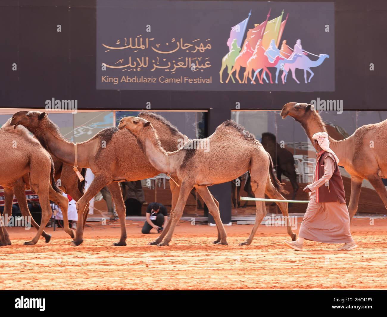 King abdulaziz camel hi-res stock photography and images - Alamy