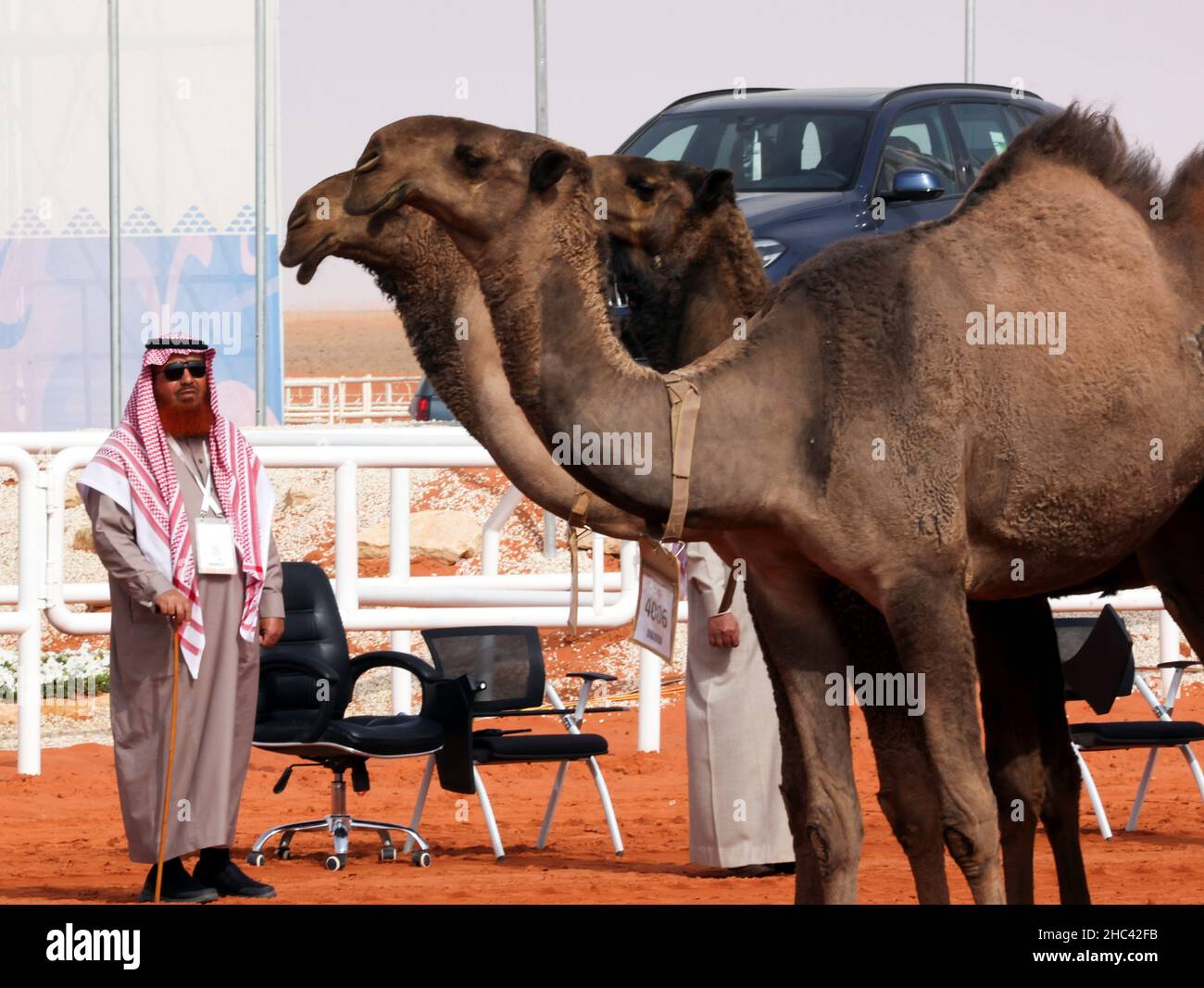 King Abdulaziz Camel Festival High Resolution Stock Photography and ...