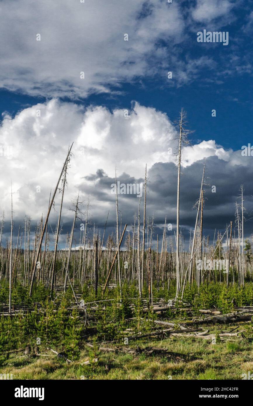 Dead forest background hi-res stock photography and images - Alamy