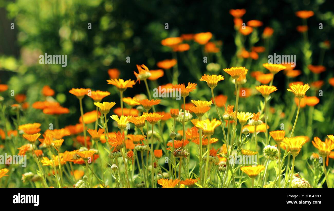 4K Orange Flower Of Calendula Officinalis. Medicinal Plant Stock Photo ...