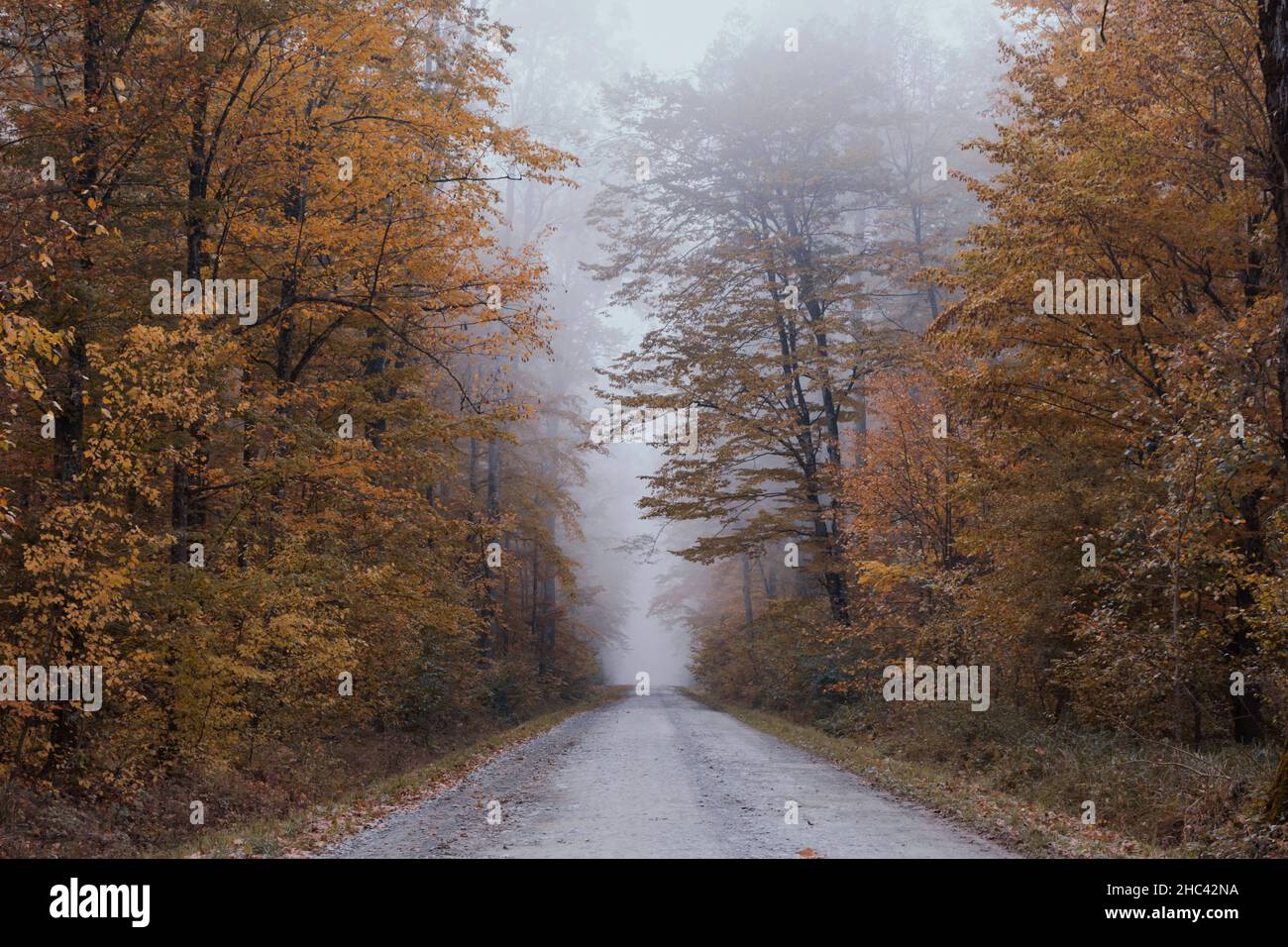 Long walking trail through a dense mysterious autumn forest Stock Photo ...