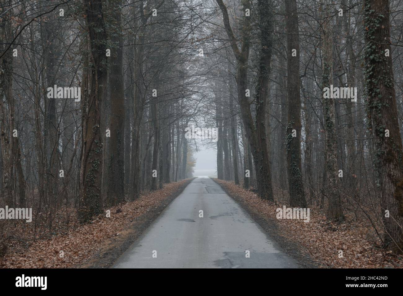 Long walking trail through a dense mysterious forest Stock Photo - Alamy