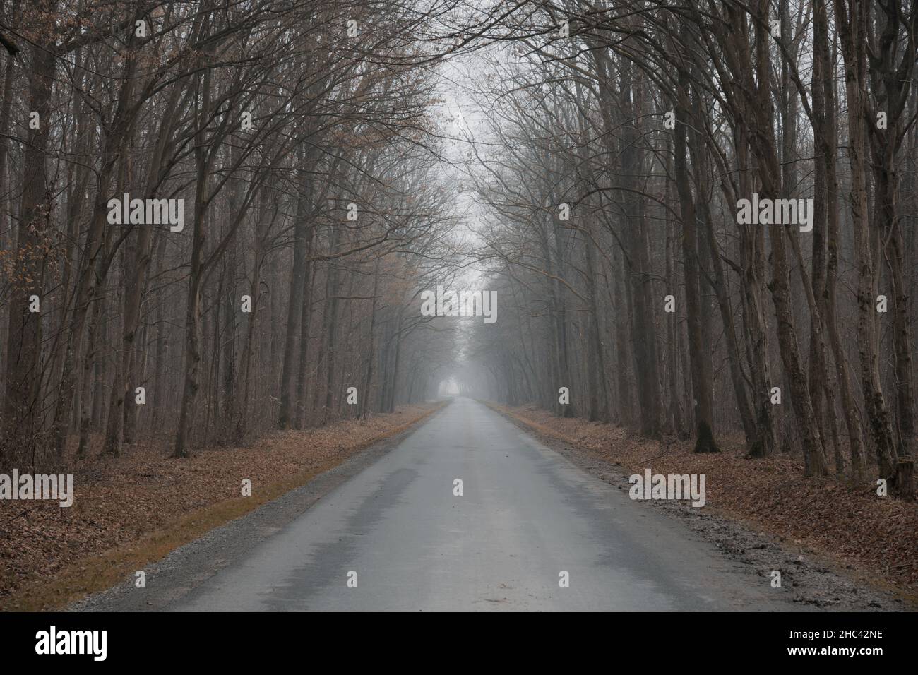 Long walking trail through a dense mysterious forest Stock Photo - Alamy