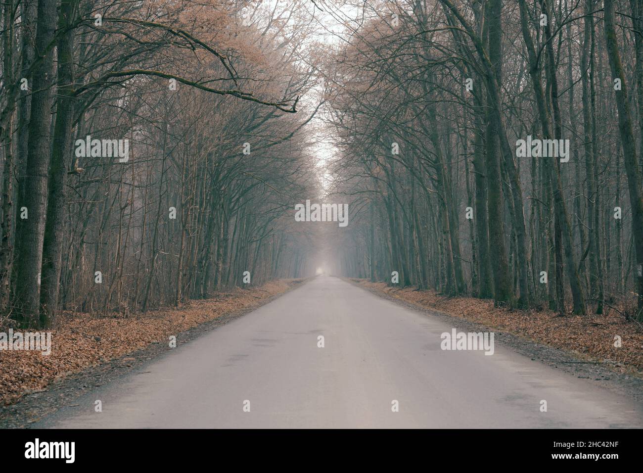 Long walking trail through a dense mysterious forest Stock Photo - Alamy