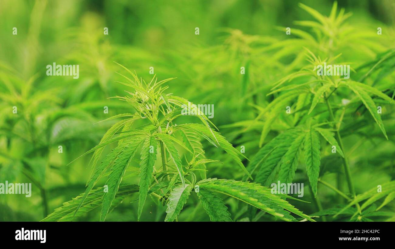 Legal Green Marijuana Cannabis Leaves Growing At Farm In Summer Day ...