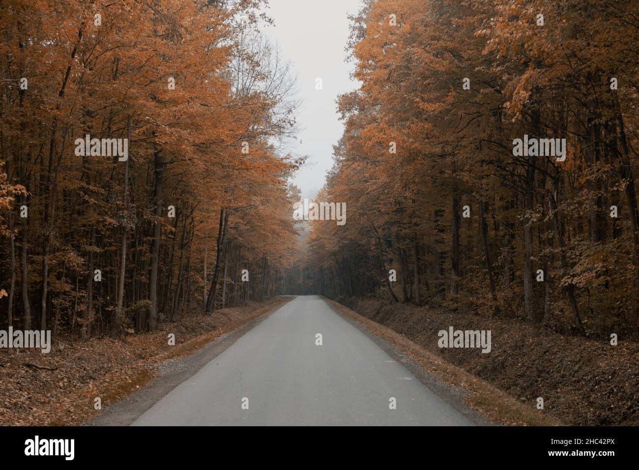 Long walking trail through a dense mysterious forest Stock Photo - Alamy