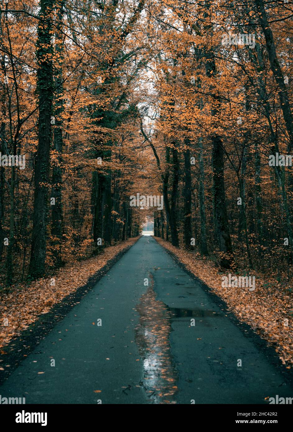 Vertical shot of a long walking trail through a dense mysterious forest ...