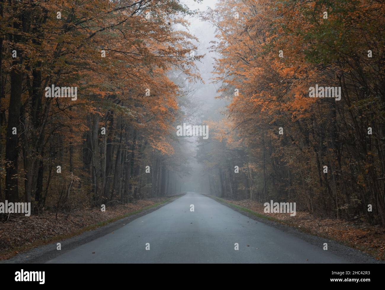 Long walking trail through a dense mysterious forest Stock Photo - Alamy