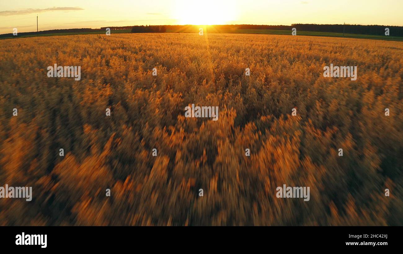 4K Calm flight above late summer grass meadow field. sunset sun sunrise ...