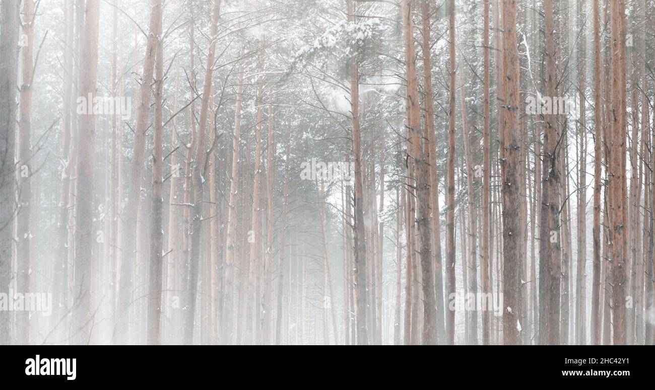 4K Beautiful Snowfall In Forest At Winter Frosty Day. Snowing In Winter ...