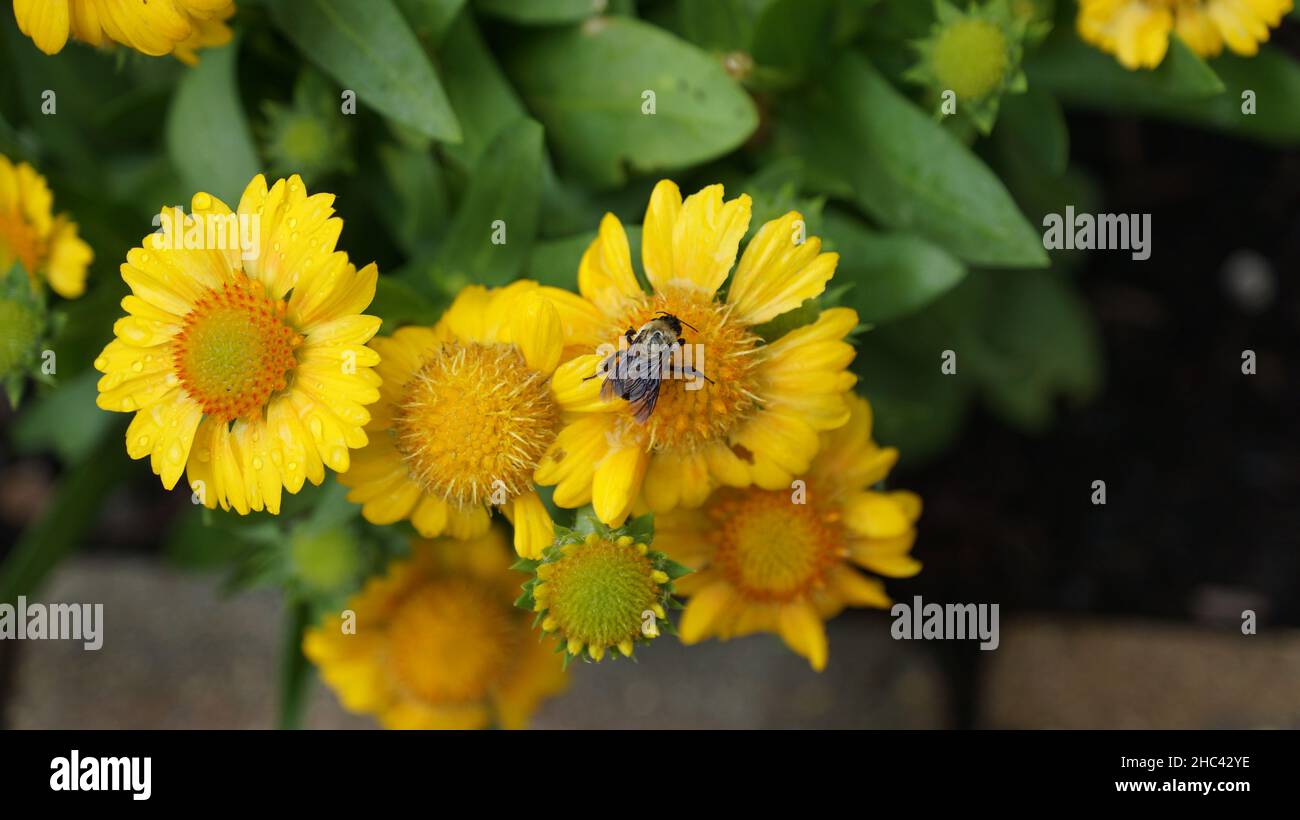 Closeup shot of a bee pollinating yellow coneflowers Stock Photo - Alamy