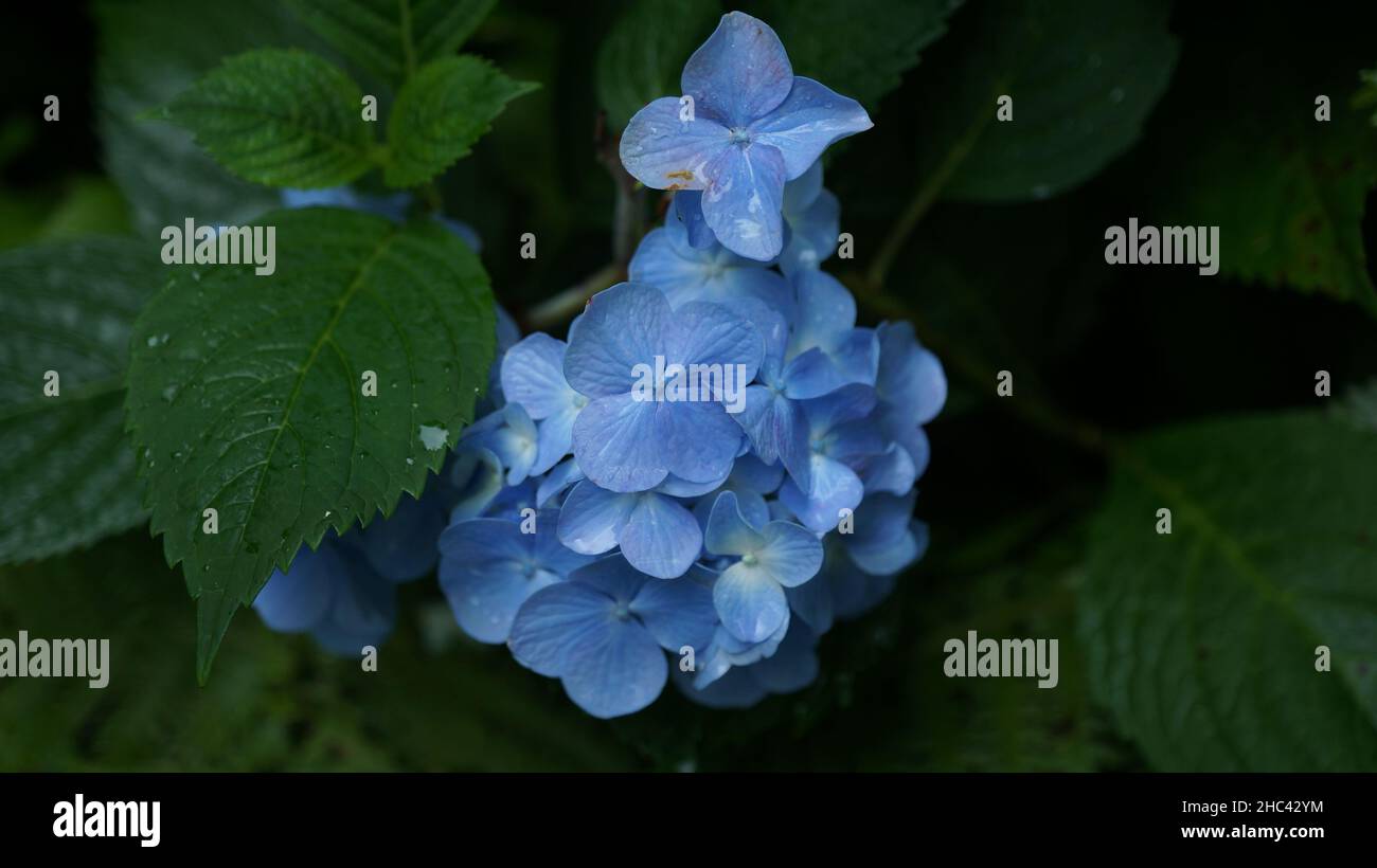Beautiful shot blue hydrangea flowers hi-res stock photography and ...