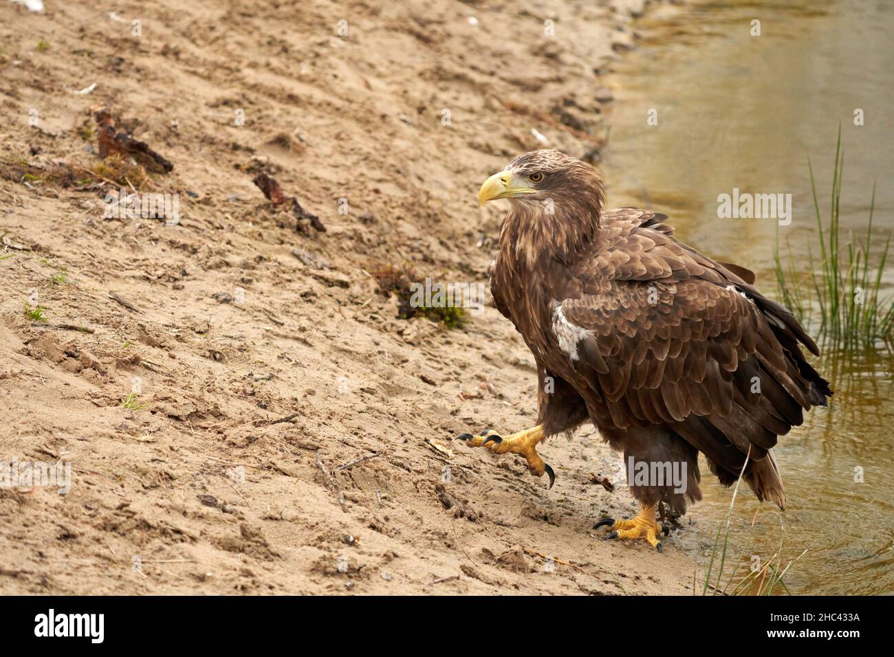 A hunting bald eagle walks with large strides over the sand to the ...