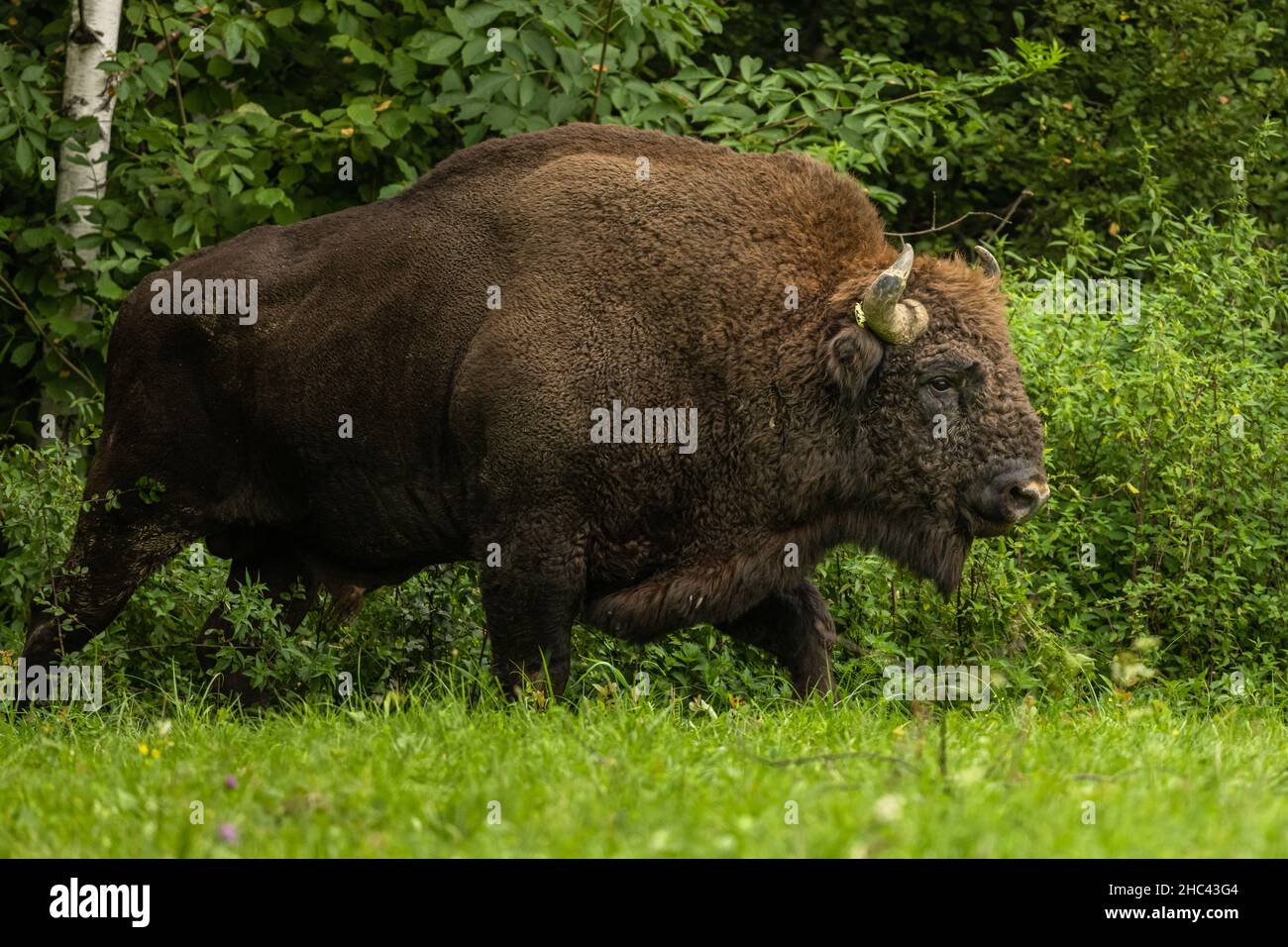 European Bison (Bison bonasus). The Bieszczady Mountains, Carpathians ...