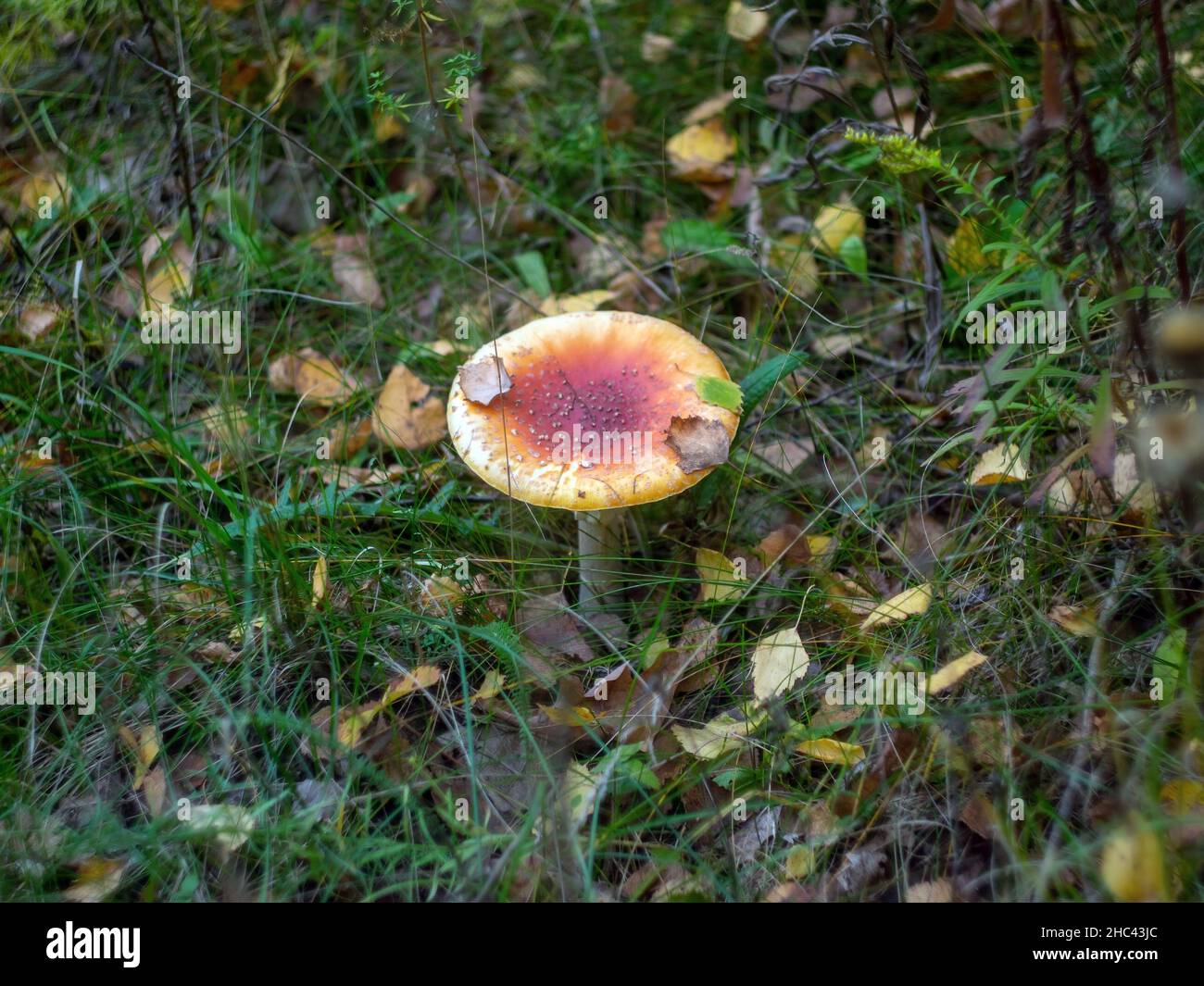 bright fly agarics in the grass, in autumn Stock Photo - Alamy