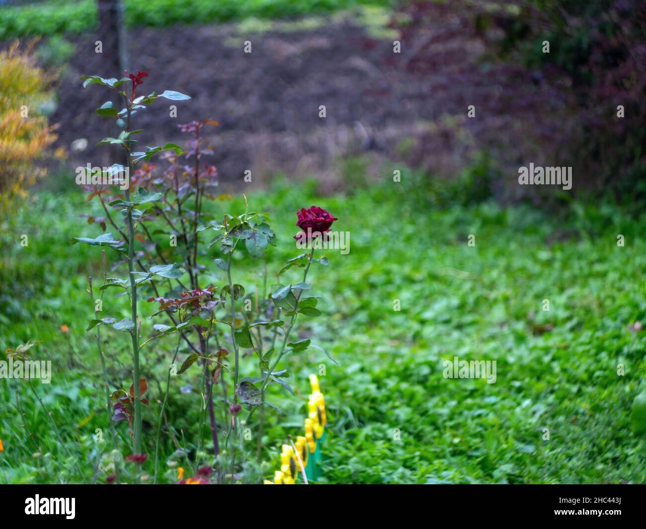 Lonely dark hi-res stock photography and images - Alamy