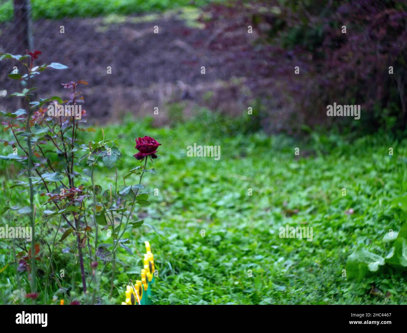 Lonely rose on green background hi-res stock photography and images - Alamy