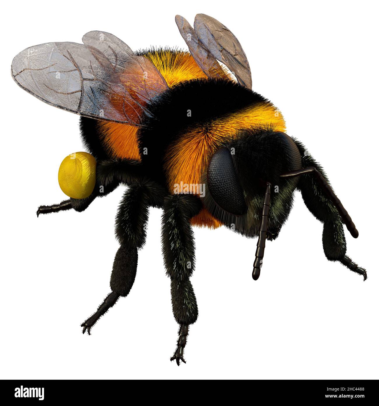 3D rendering of a bumblebee insect isolated on white background Stock ...