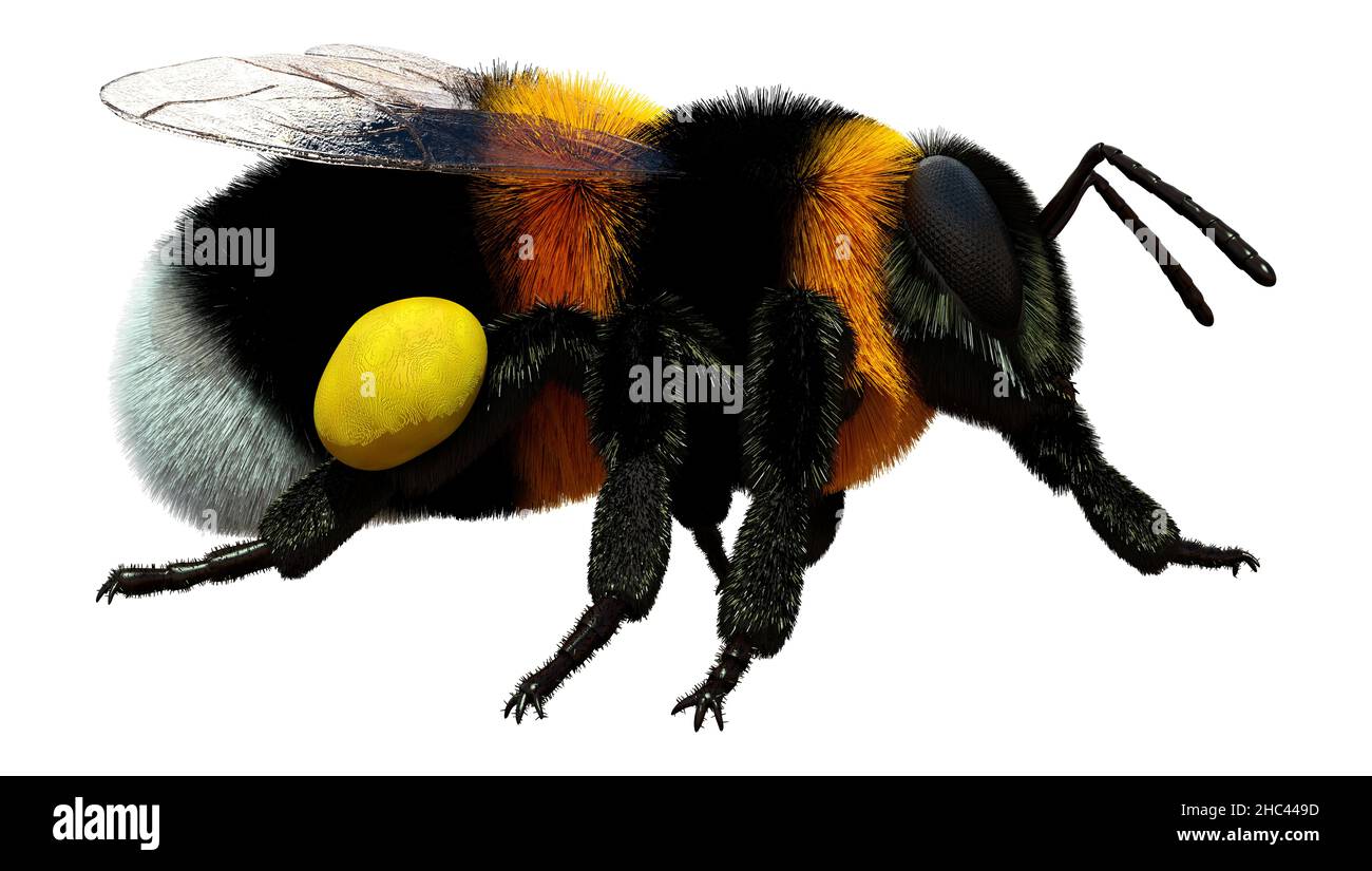 3D rendering of a bumblebee insect isolated on white background Stock ...