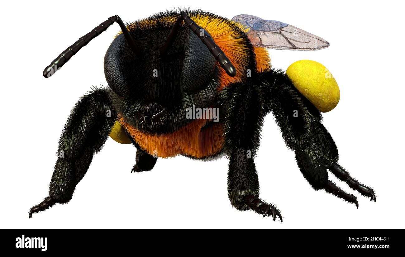 3D rendering of a bumblebee insect isolated on white background Stock ...
