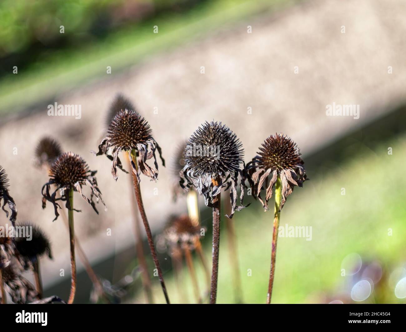 echinacea with fallen petals in the garden, autumn Stock Photo - Alamy