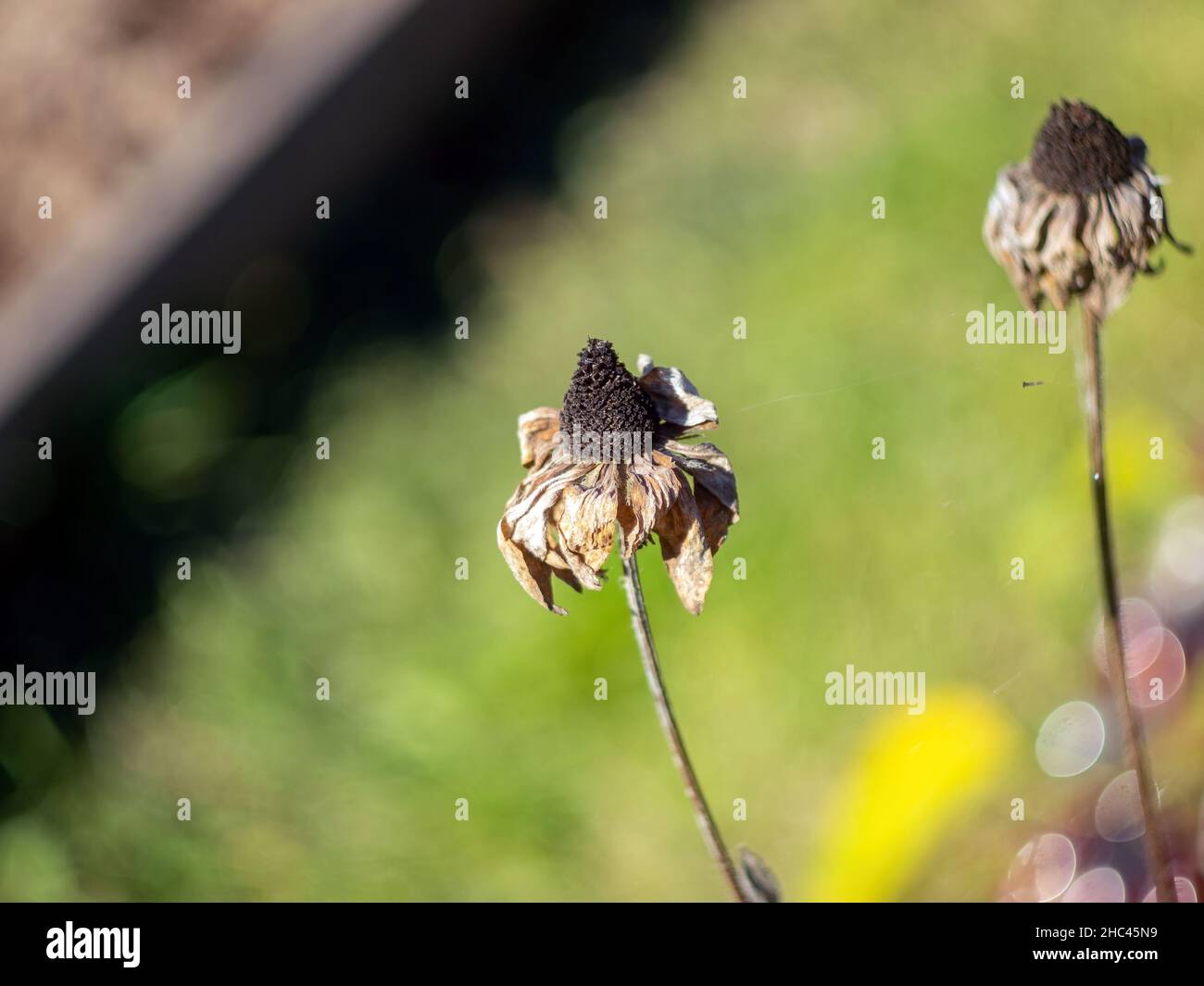 Autumn leaf fallen in flower hi-res stock photography and images - Alamy