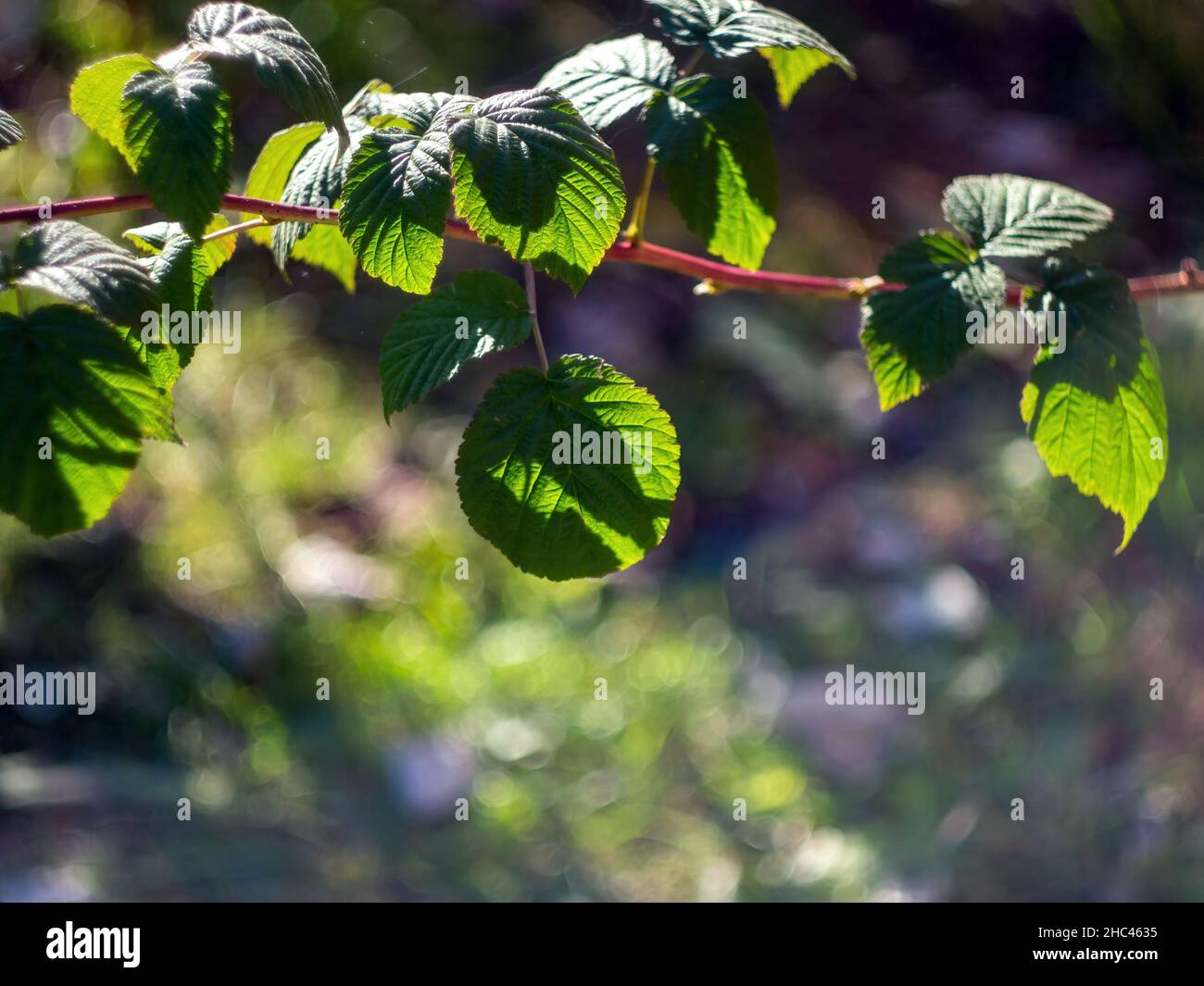 raspberry leaves on bushes in the garden, in autumn Stock Photo - Alamy