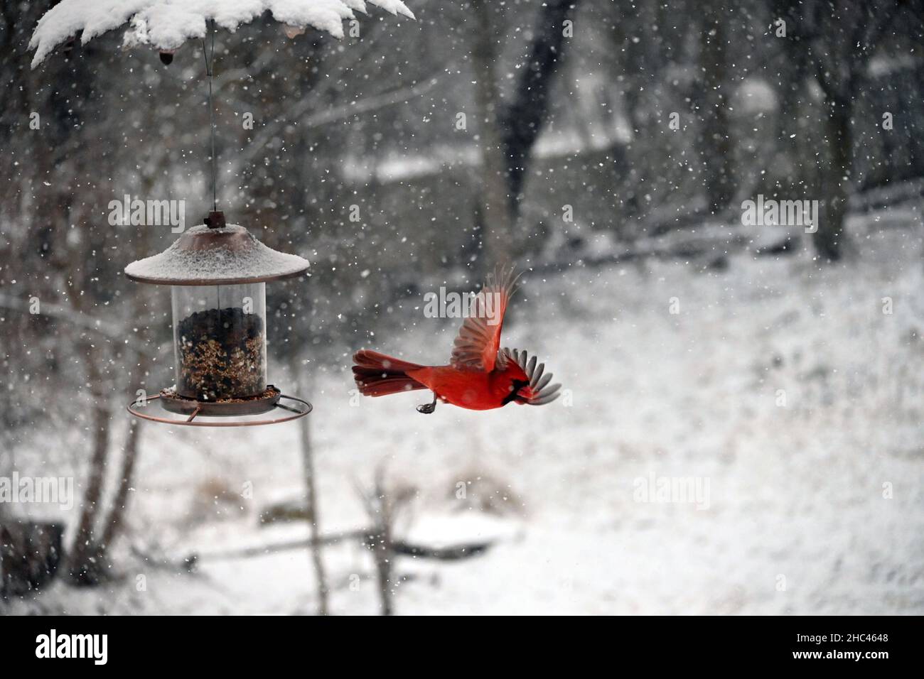 Cardinal on snowy branch hi-res stock photography and images - Alamy