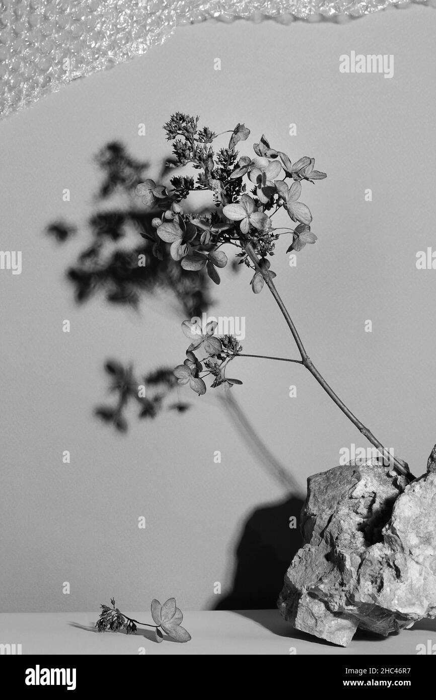 Organic calm background Black and White Stock Photos & Images - Alamy