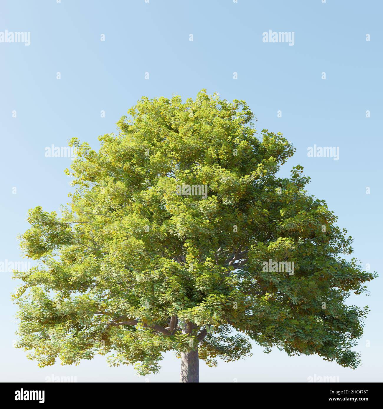 Large bright green tree under a blue sky Stock Photo - Alamy